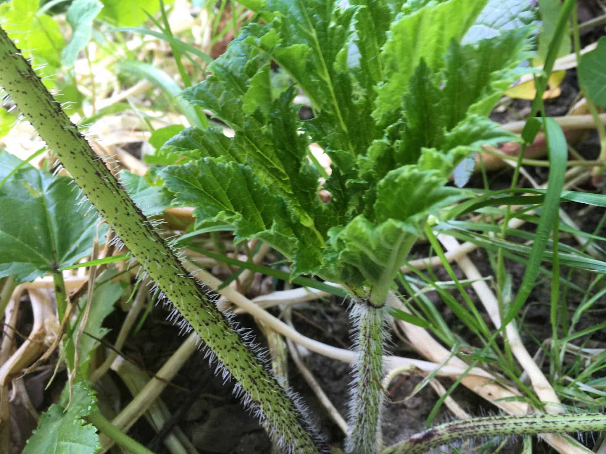La berce du Caucase, une invasive brûlante - ÎLE-DE-BRÉHAT