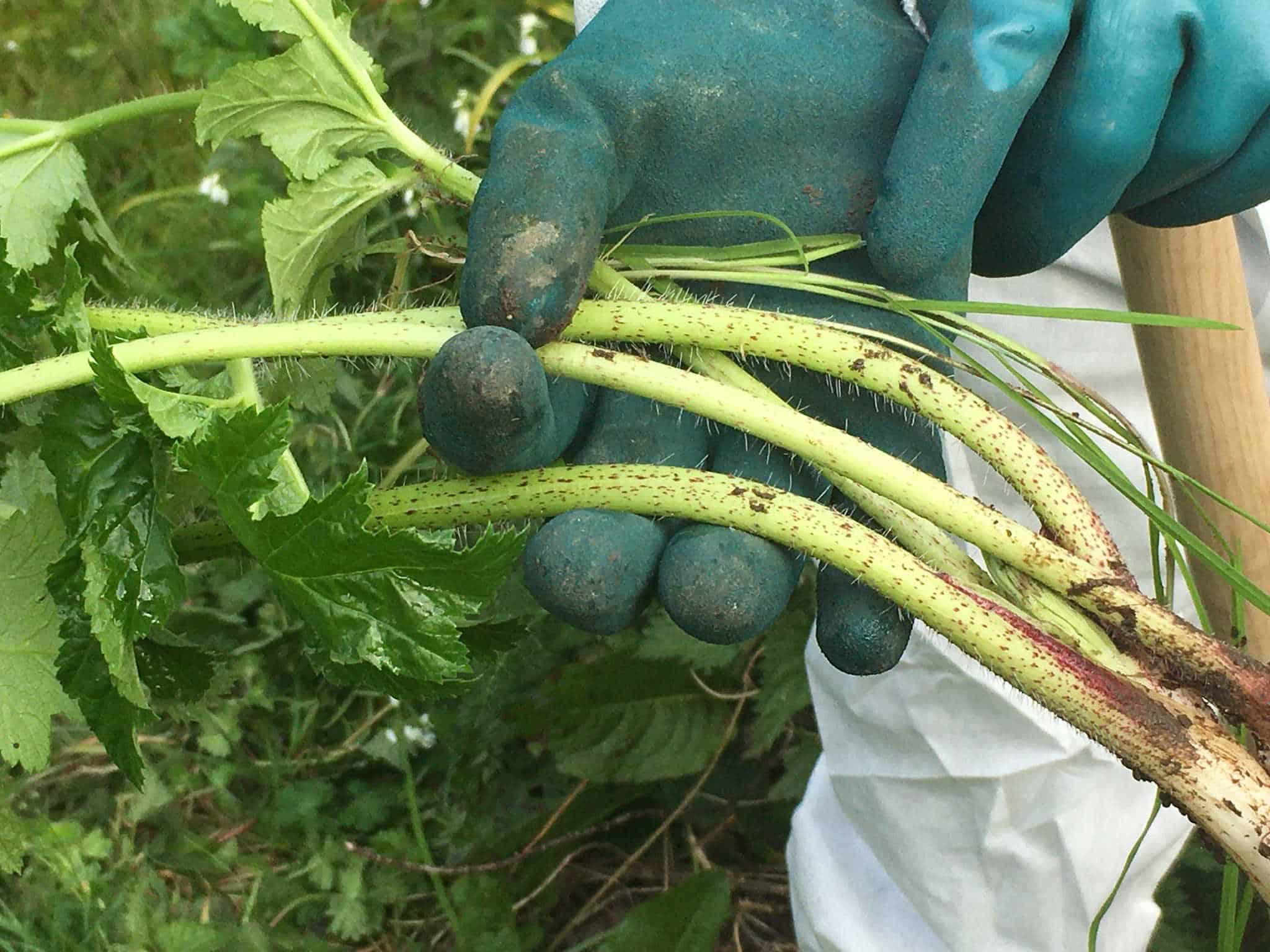 La berce du Caucase, une invasive brûlante - ÎLE-DE-BRÉHAT