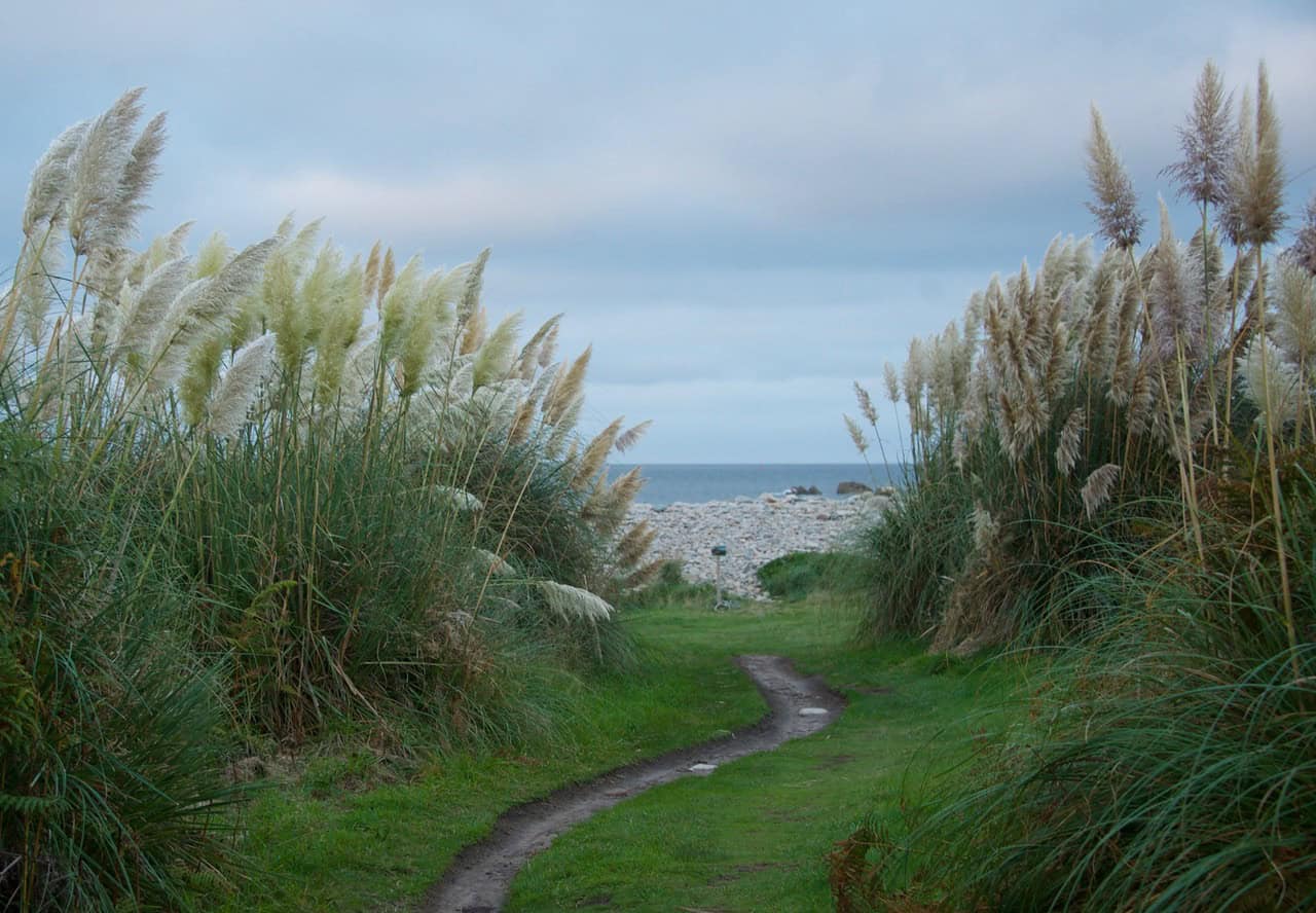 L'herbe de la Pampa - ÎLE-DE-BRÉHAT